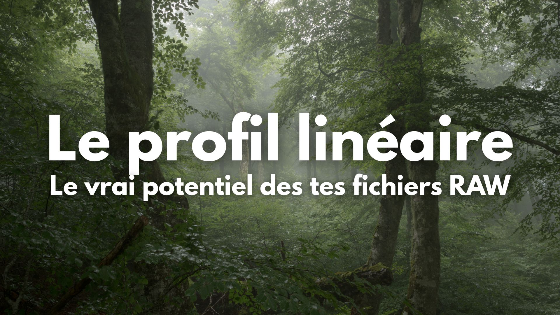 Le profil linéaire : la vraie puissance de ton fichier RAW - shootiful